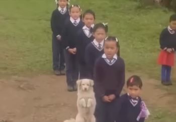 ¡Para comérselo! Perrito se vuelve viral por su «ejemplar ...